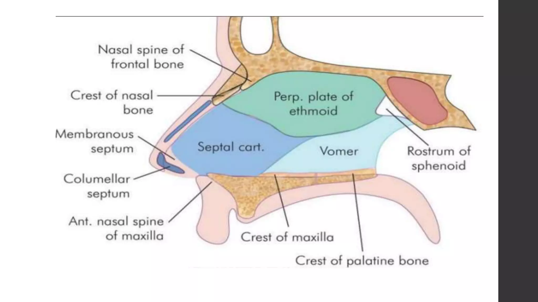 Anatomy of nose | PPTX