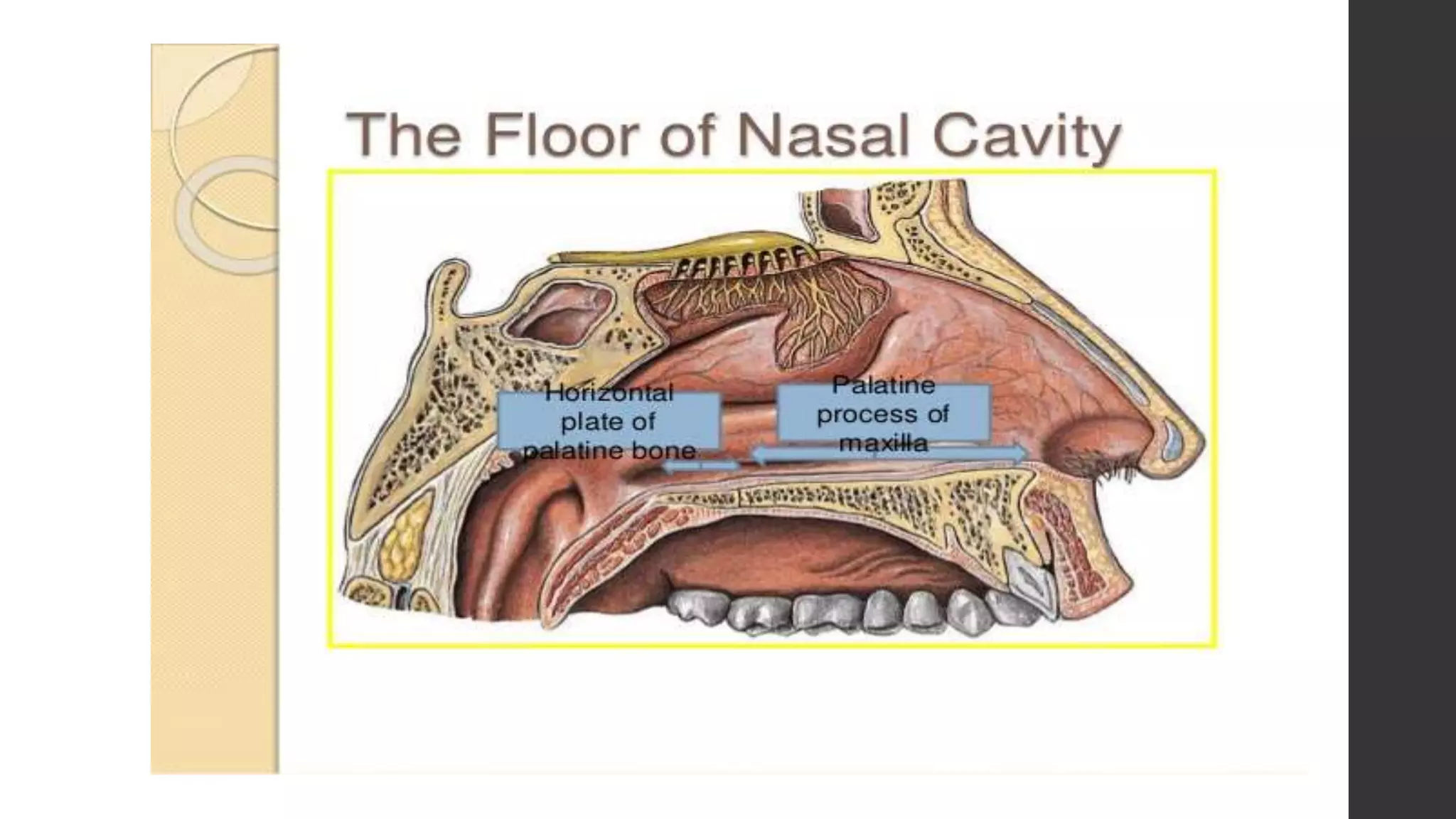 Anatomy of nose | PPTX