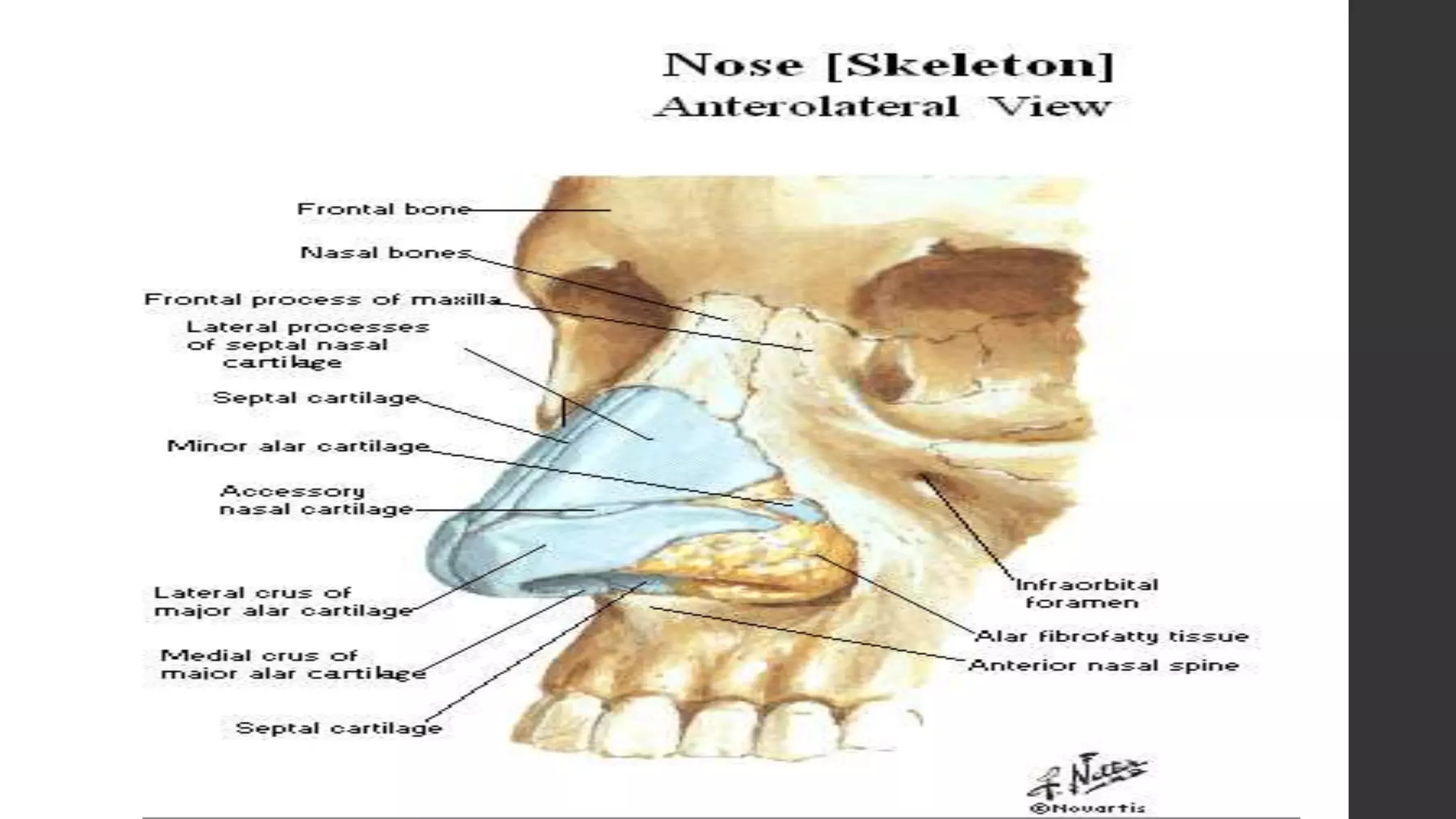 Anatomy of nose | PPTX