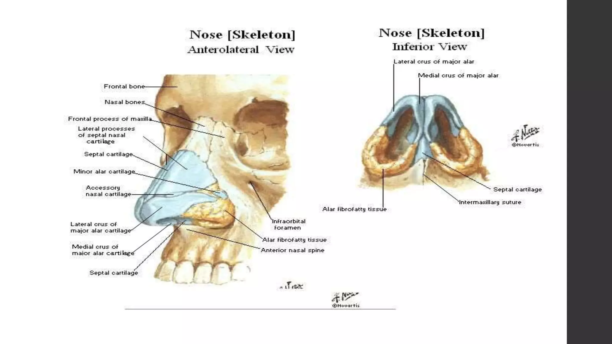 Anatomy of nose | PPTX