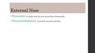 Anatomy of nose | PPTX