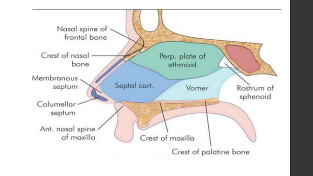 Anatomy of nose | PPTX | Ear, Nose and Throat Conditions | Diseases and ...