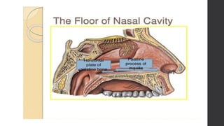 Anatomy of nose | PPTX