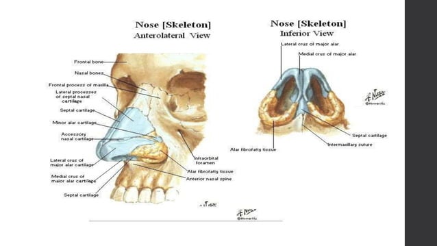 Anatomy of nose | PPTX | Ear, Nose and Throat Conditions | Diseases and ...