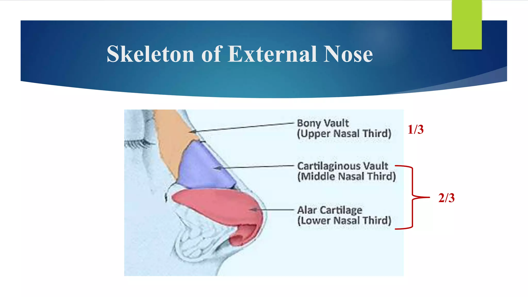 Anatomy of nose (Applied) | PPTX