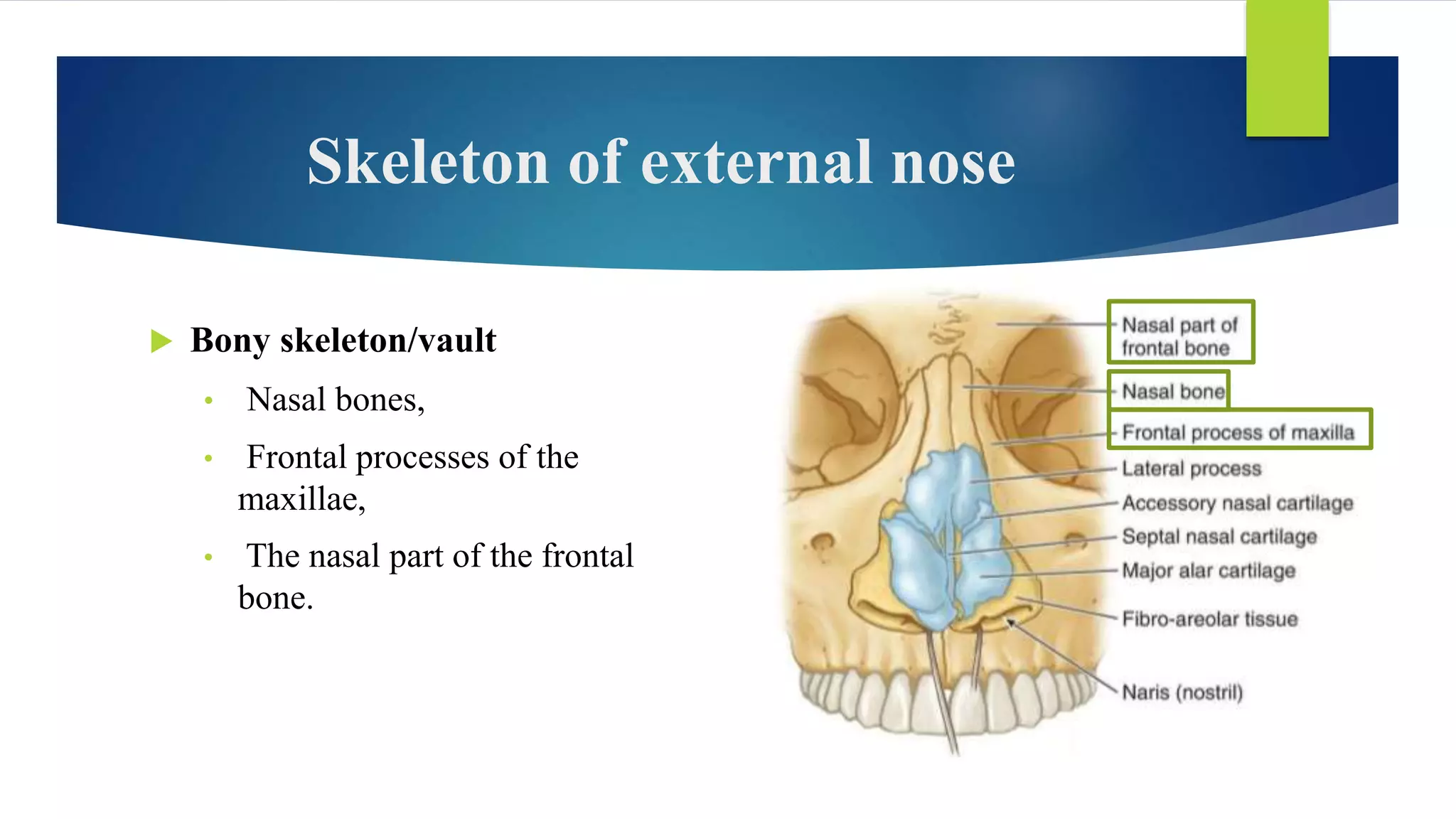 Anatomy of nose (Applied) | PPTX