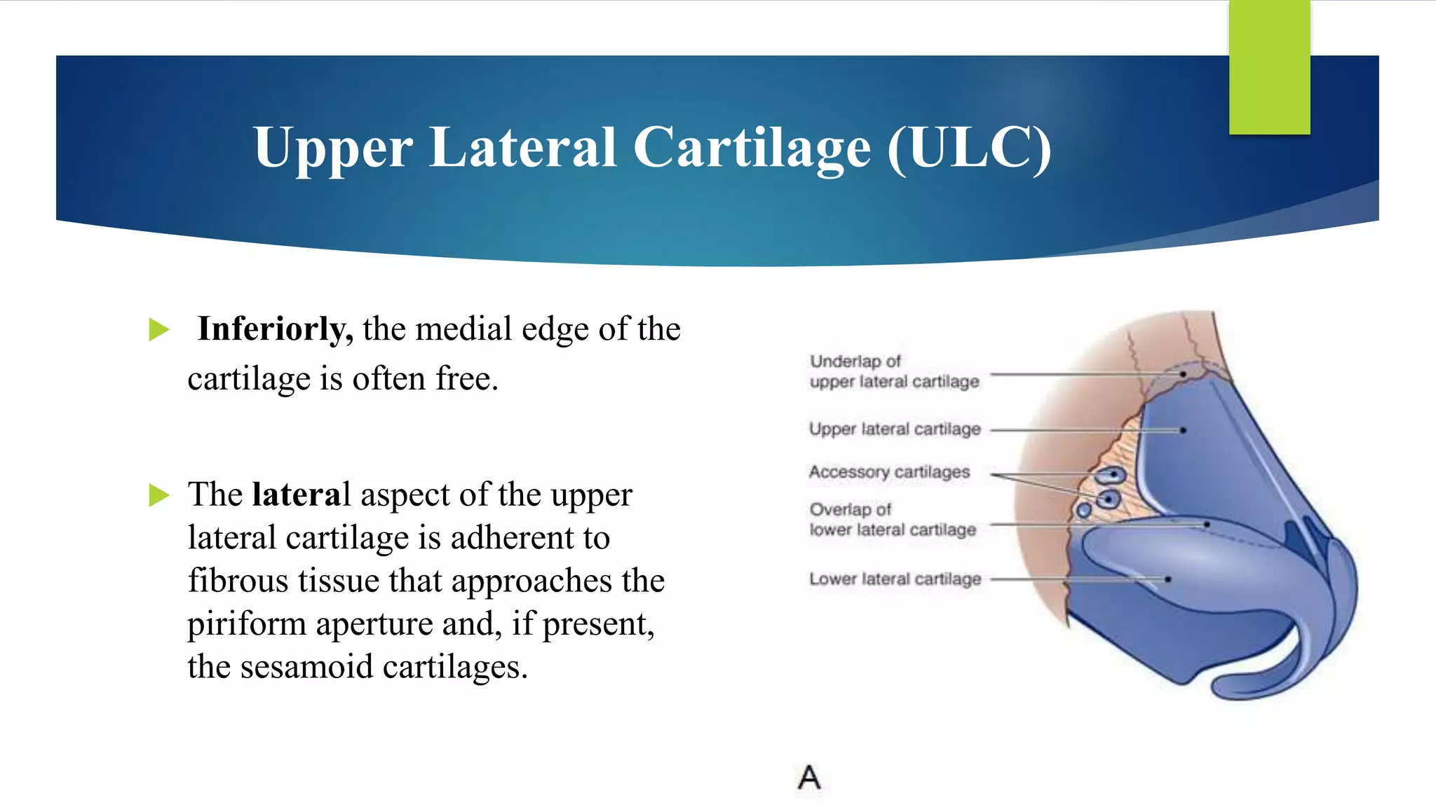 Anatomy of nose (Applied) | PPTX