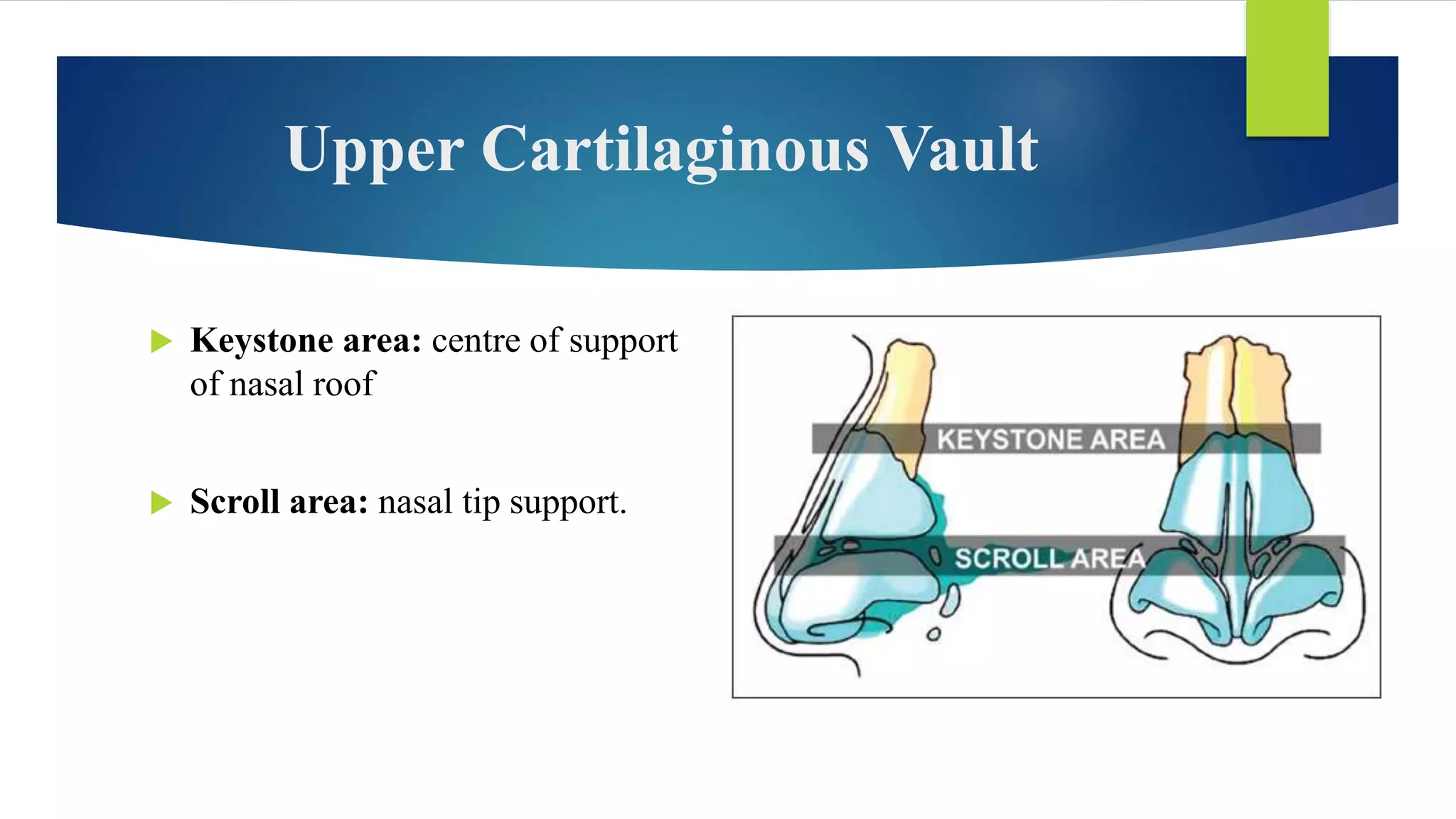 Anatomy of nose (Applied) | PPTX