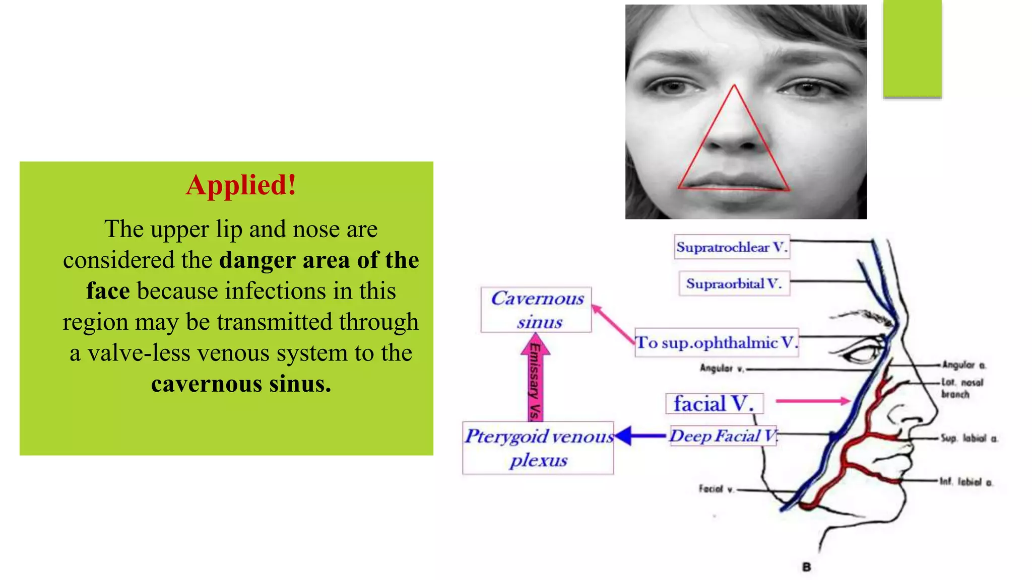 Anatomy of nose (Applied) | PPTX
