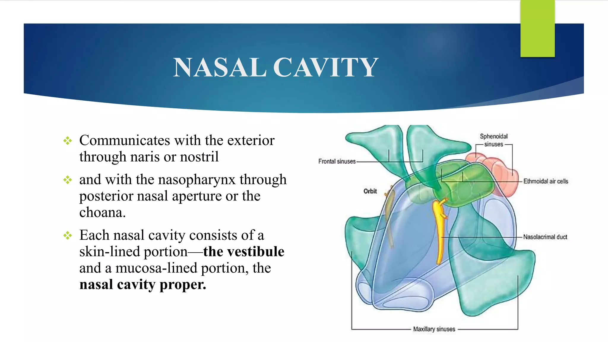 Anatomy of nose (Applied) | PPTX