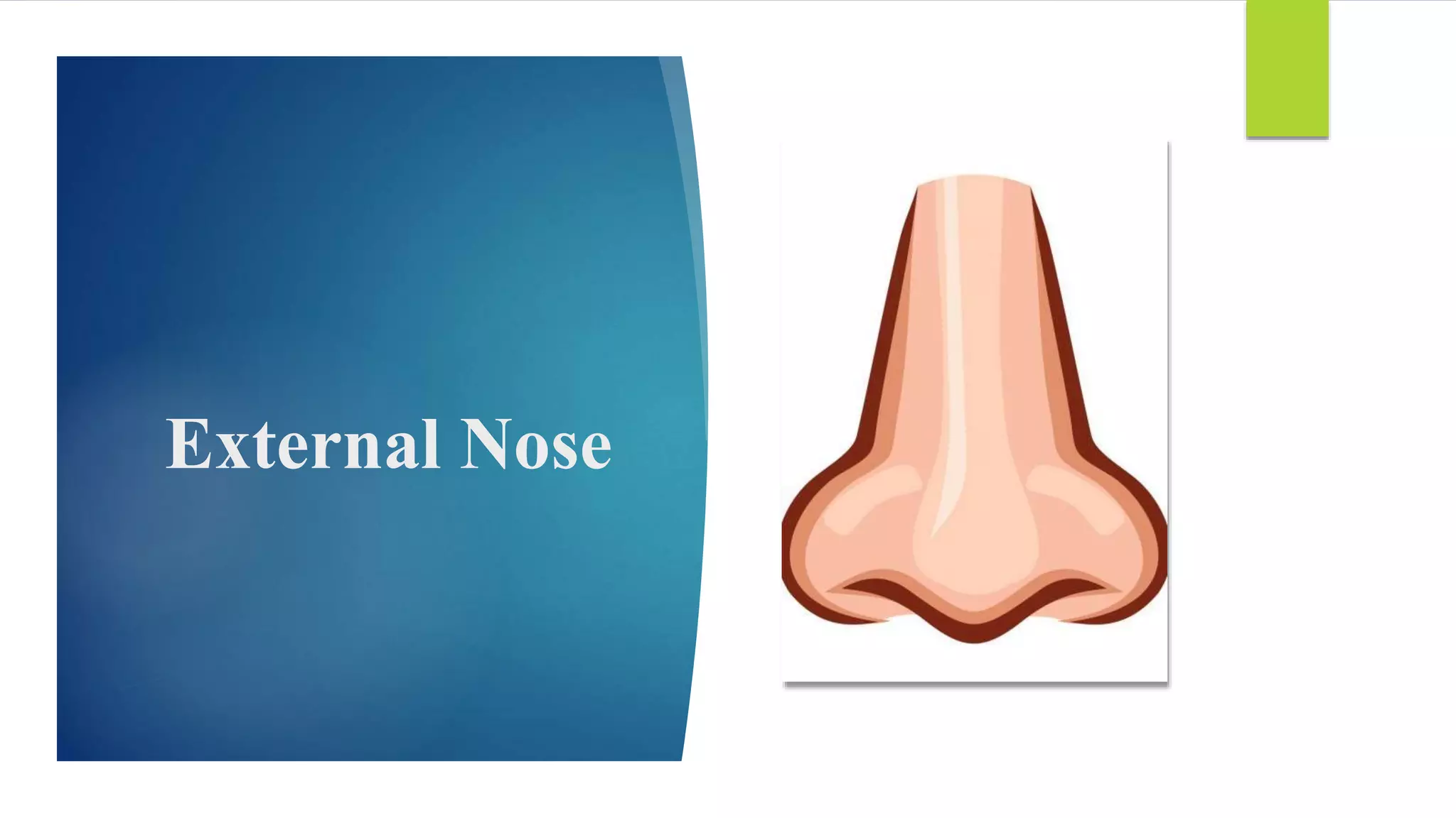 Anatomy of nose (Applied) | PPTX