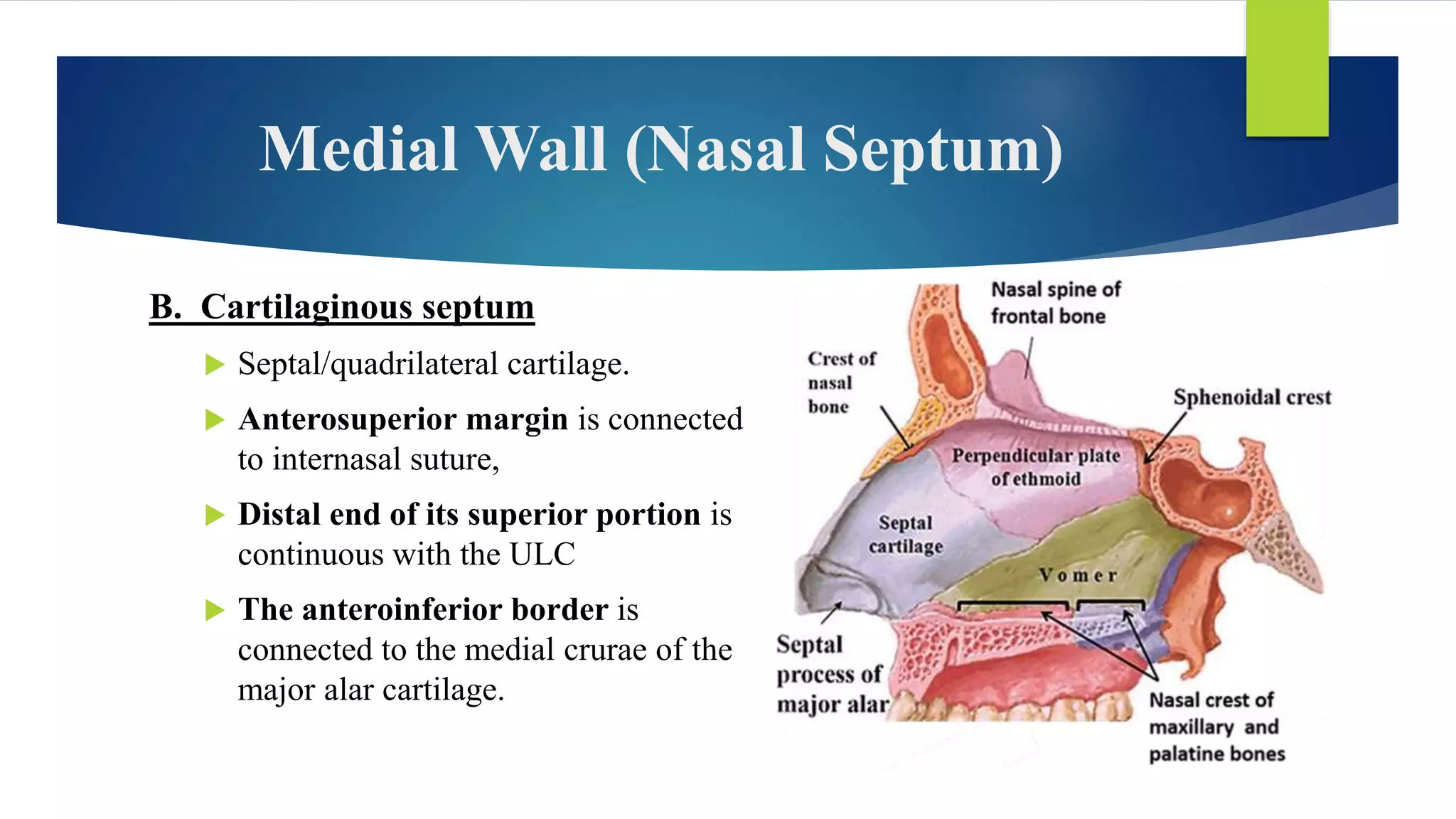 Anatomy of nose (Applied) | PPTX