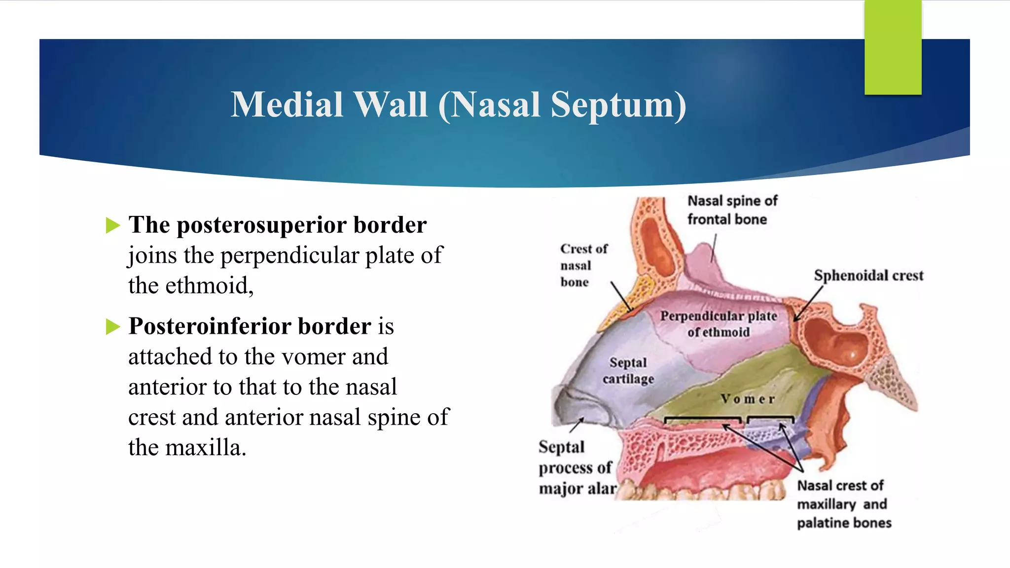 Anatomy of nose (Applied) | PPTX