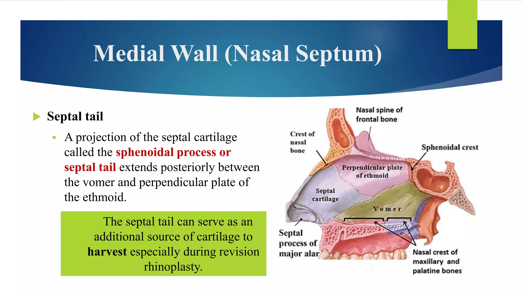 Anatomy of nose (Applied) | PPTX