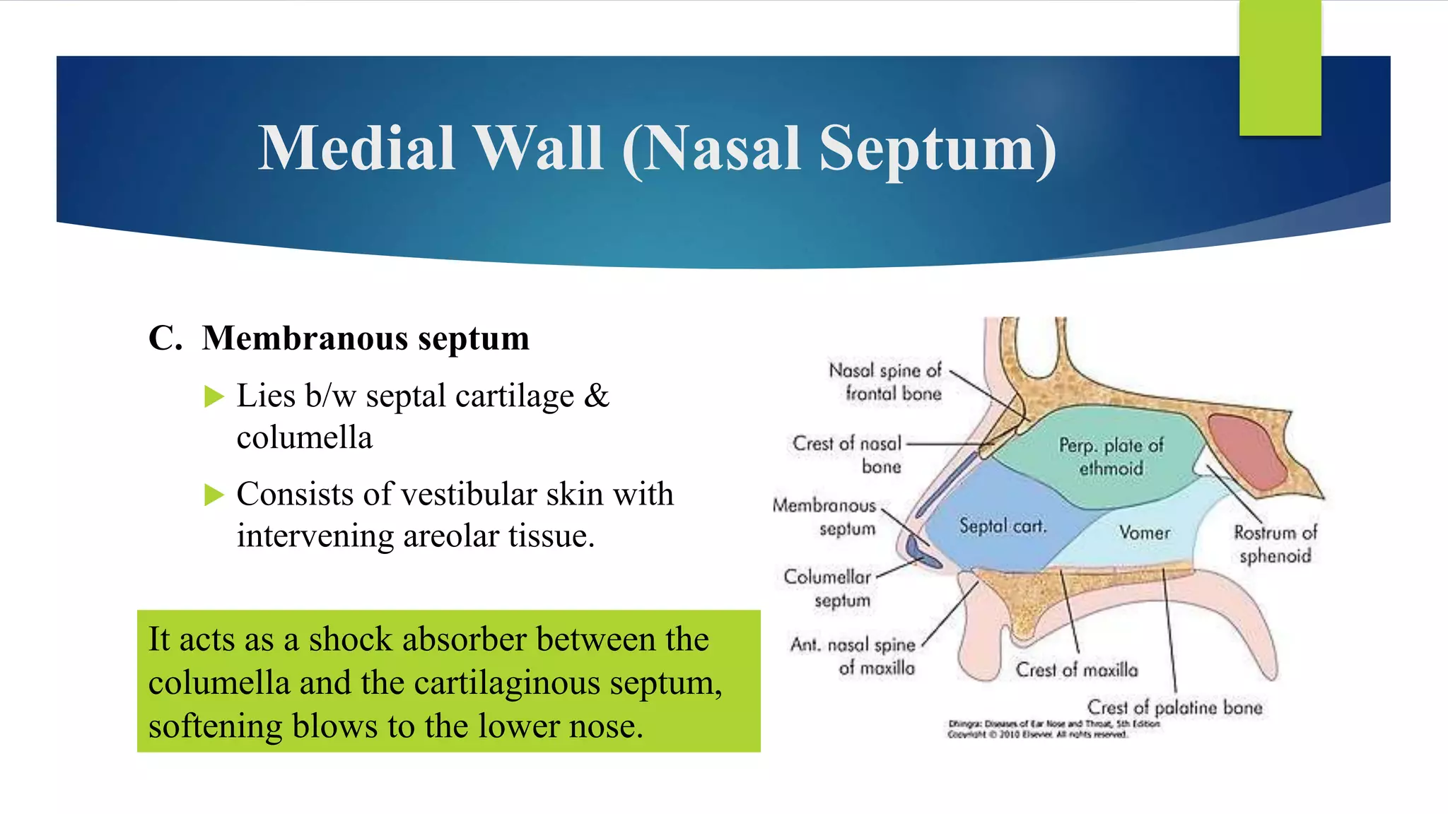 Anatomy of nose (Applied) | PPTX