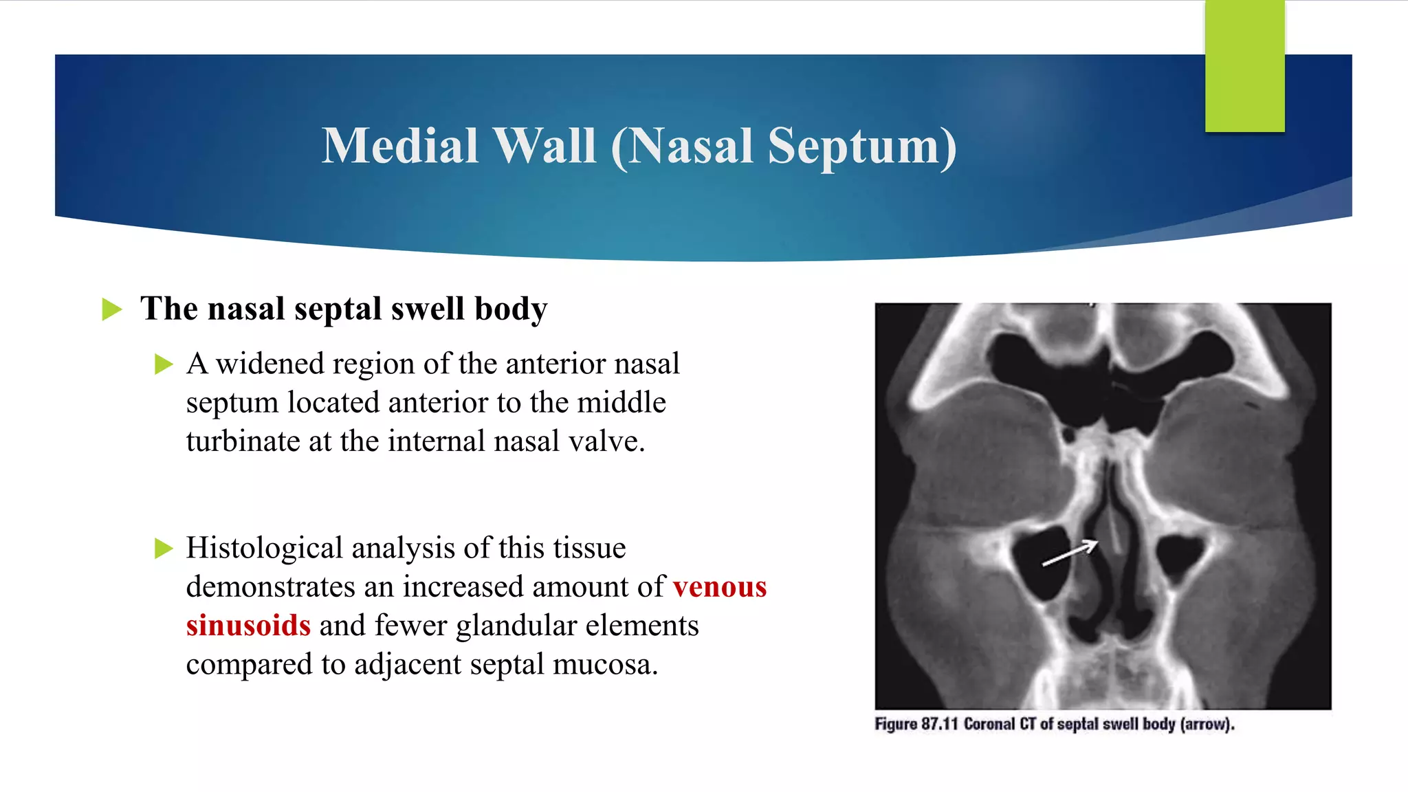 Anatomy of nose (Applied) | PPTX