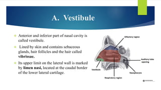 Anatomy of nose (Applied) | PPTX