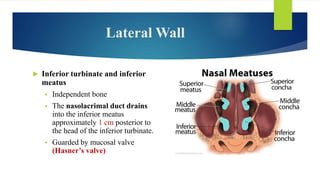 Anatomy of nose (Applied) | PPTX