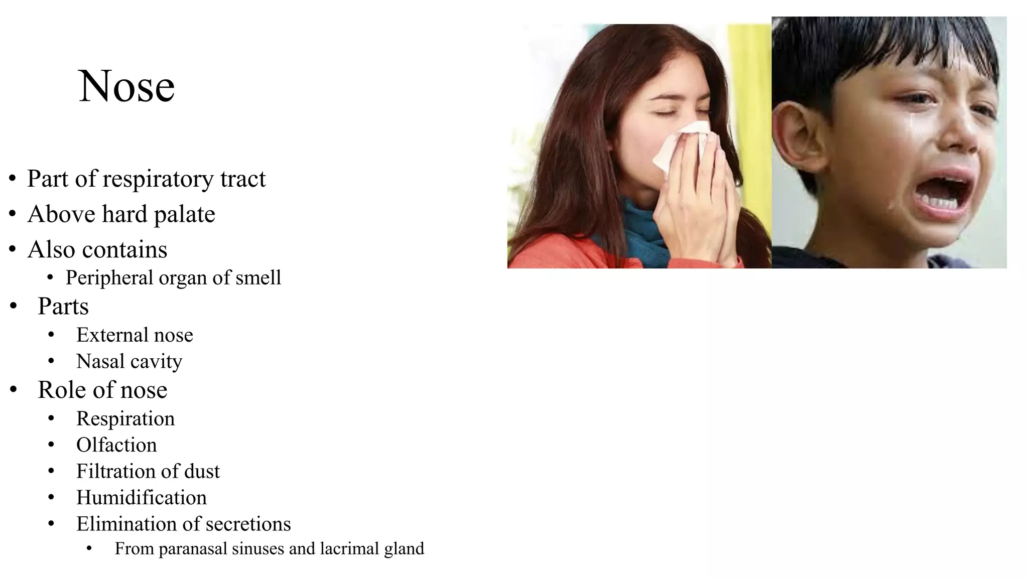Anatomy of nose | PDF