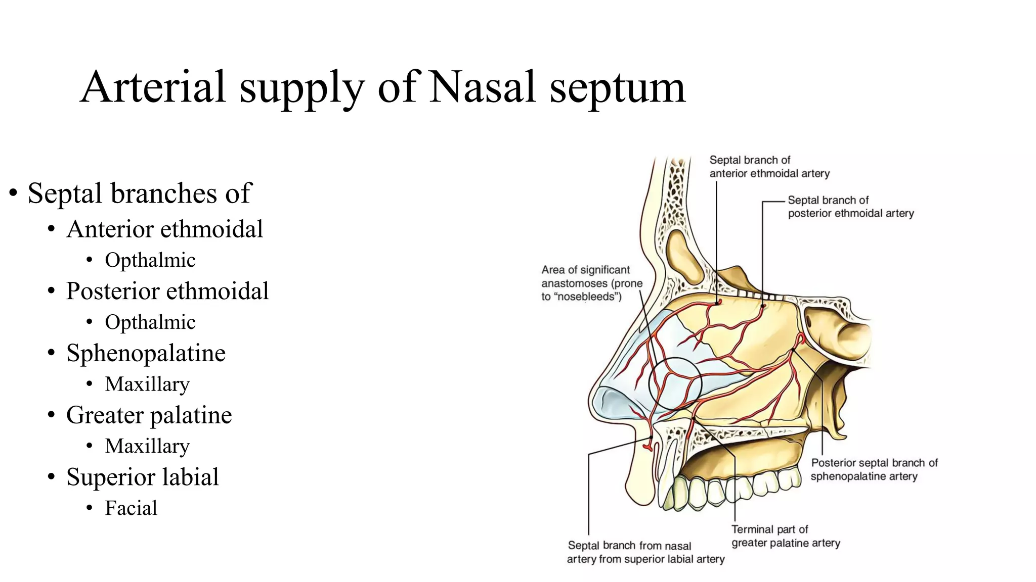 Anatomy of nose | PDF