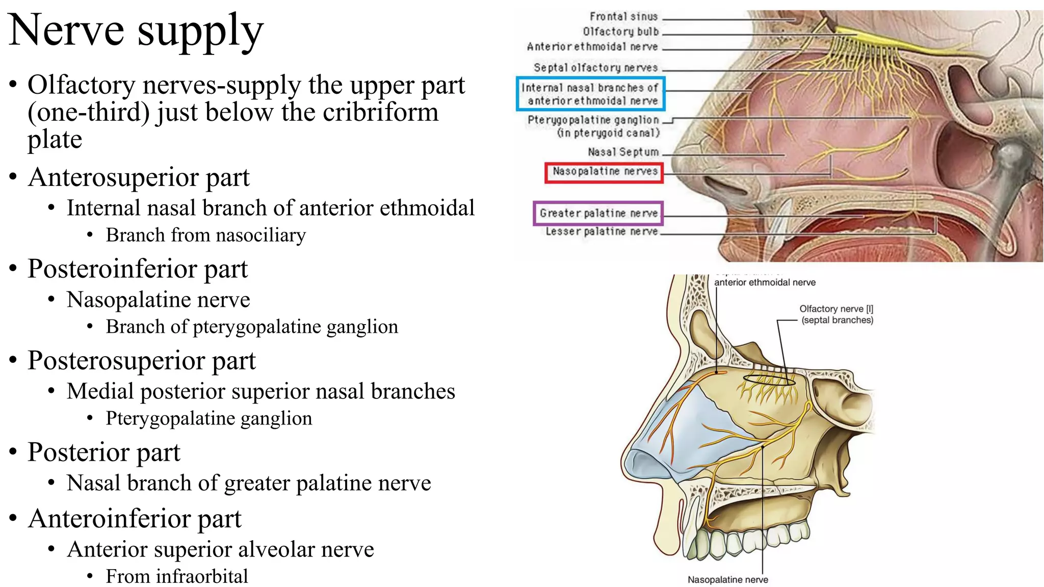 Anatomy of nose | PDF