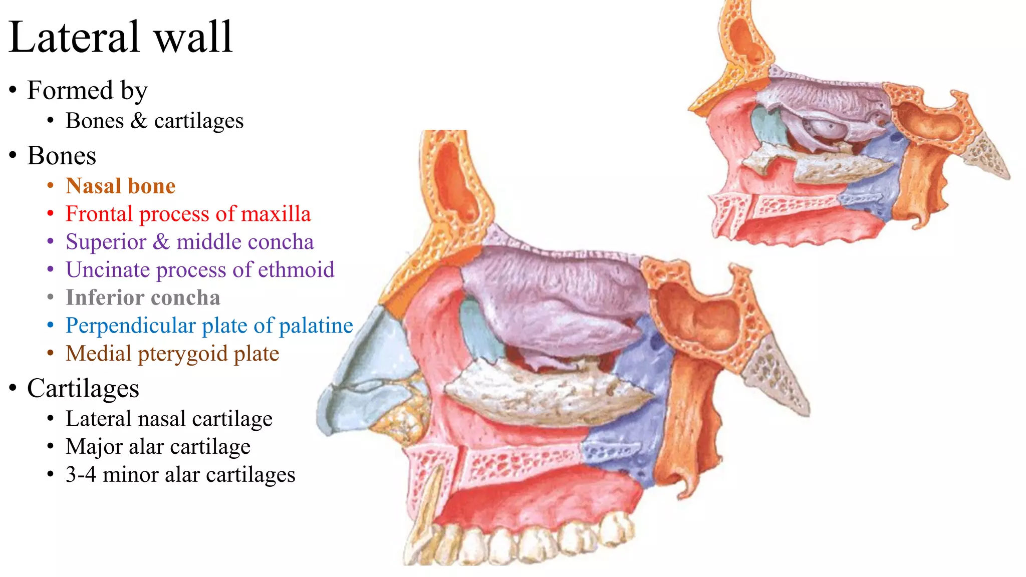 Anatomy of nose | PDF