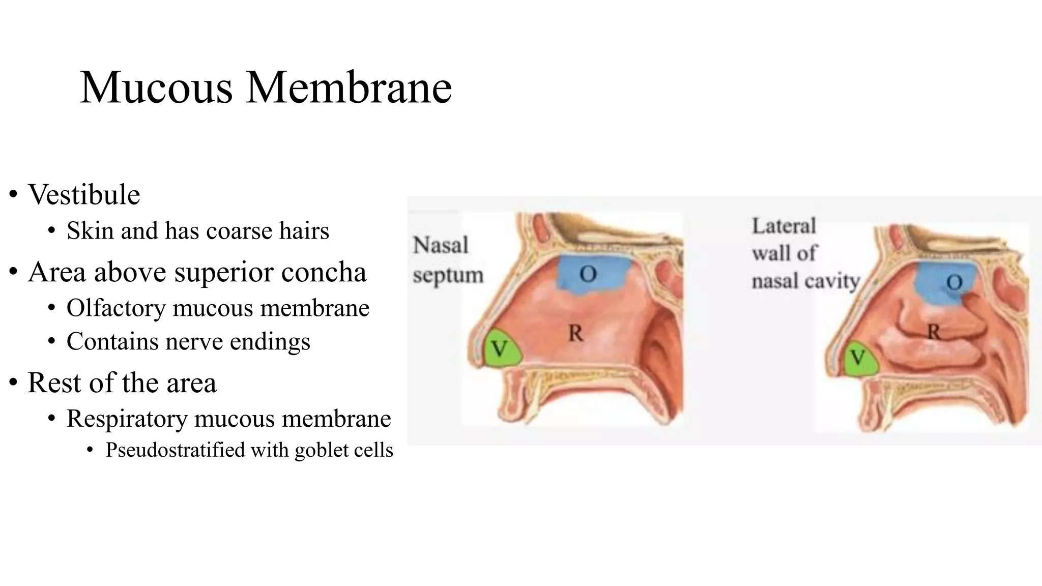 Anatomy of nose | PDF