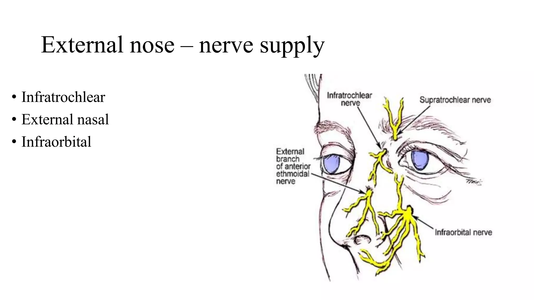 Anatomy of nose | PDF