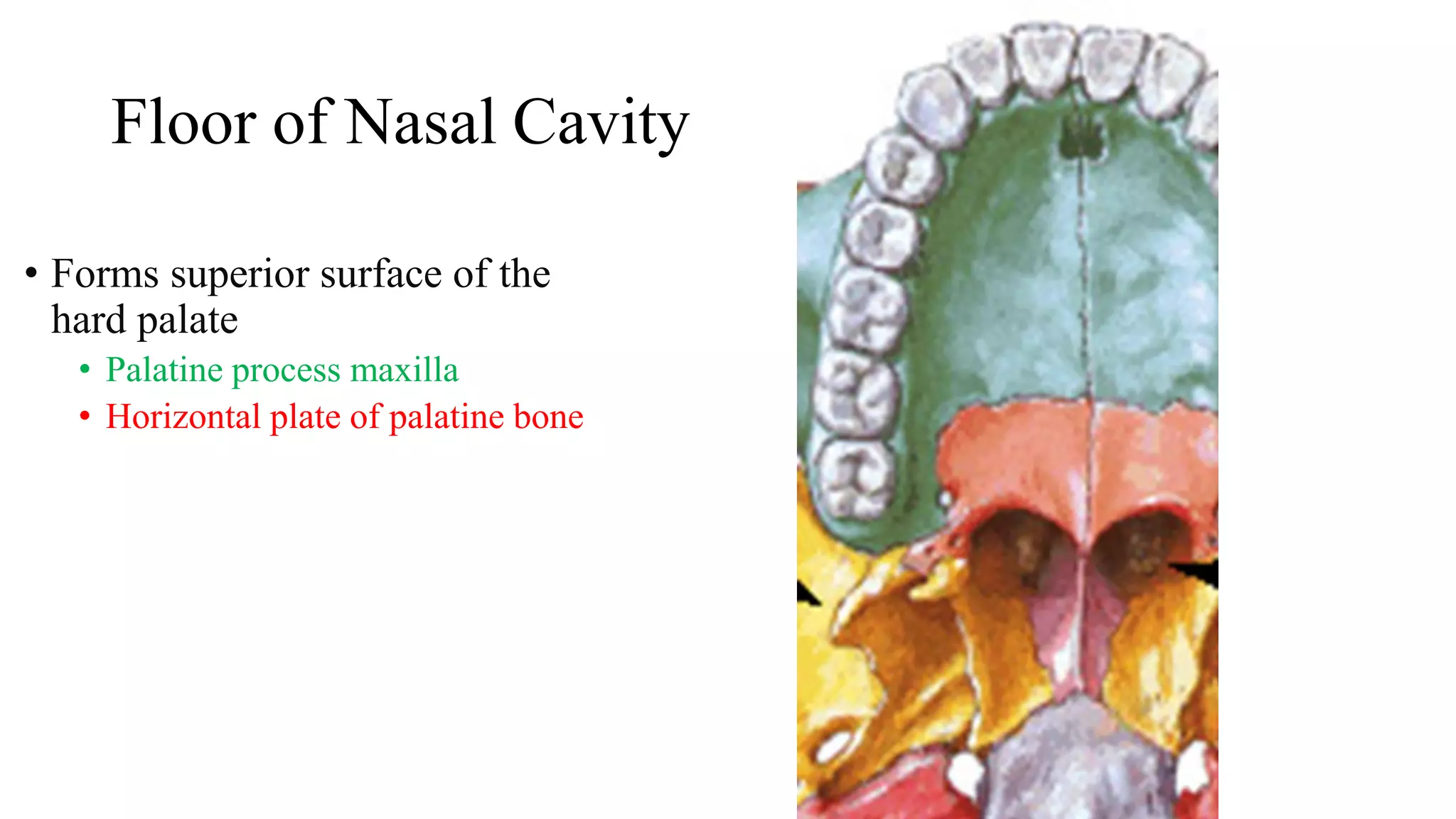 Anatomy of nose | PDF