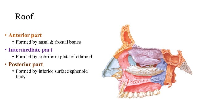 Anatomy of nose | PPT