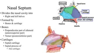 Anatomy of nose | PDF
