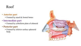 Anatomy of nose | PPT