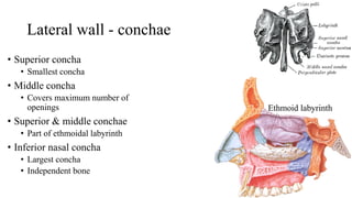 Anatomy of nose | PPT
