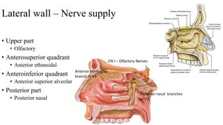 Anatomy of nose | PPT
