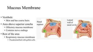 Anatomy of nose | PPT