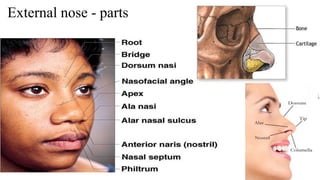 Anatomy of nose | PPT