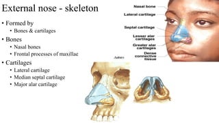 Anatomy of nose | PPT