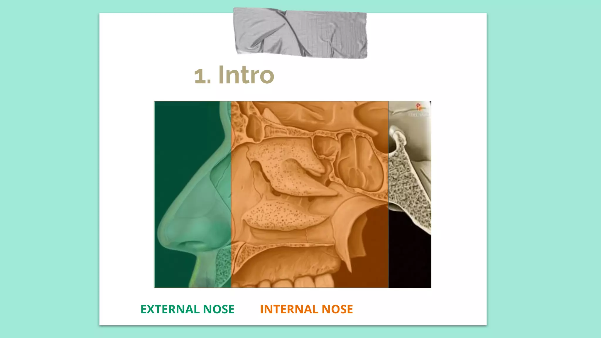 Anatomy of nose | PPTX