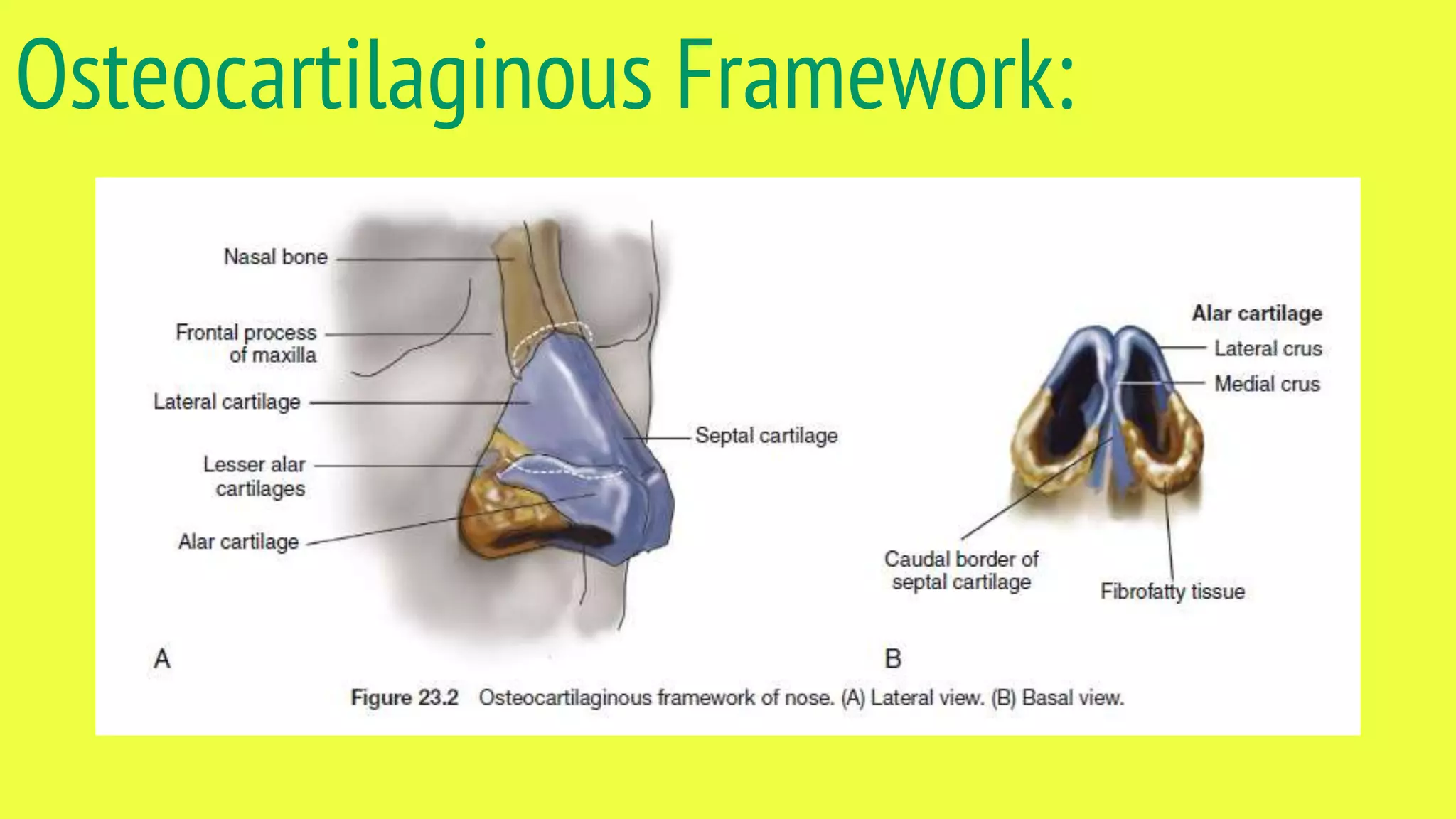 Anatomy of nose | PPTX