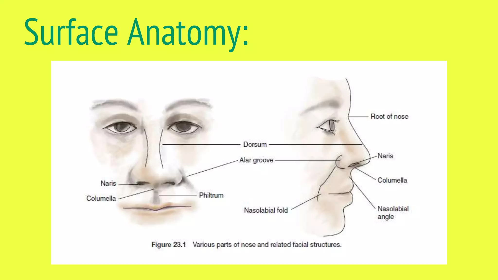 Anatomy of nose | PPTX