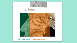 Anatomy of nose | PPT
