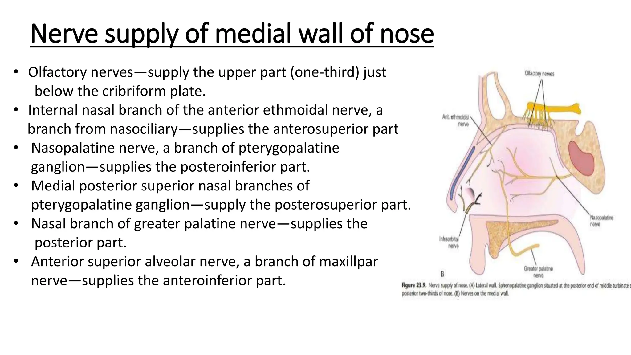 Anatomy of nose.pptx