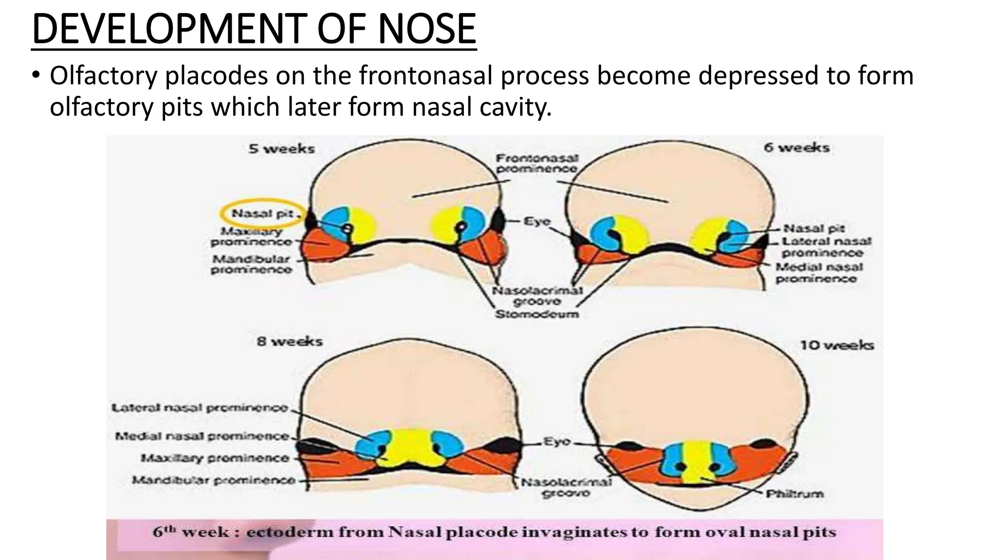 Anatomy of nose.pptx