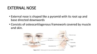 Anatomy of nose.pptx