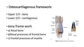 Anatomy of nose.pptx
