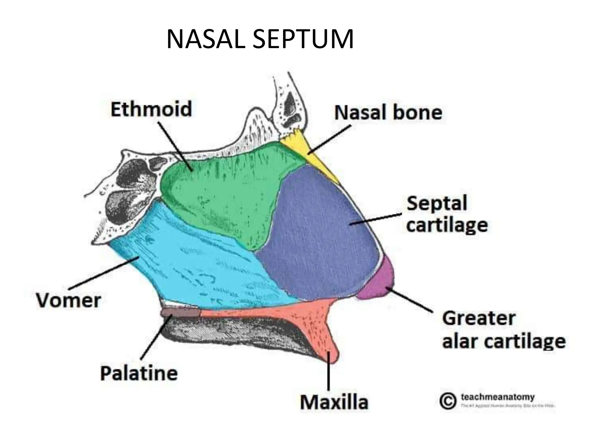 anatomy of nose and paranasal sinuses atlas | PPTX