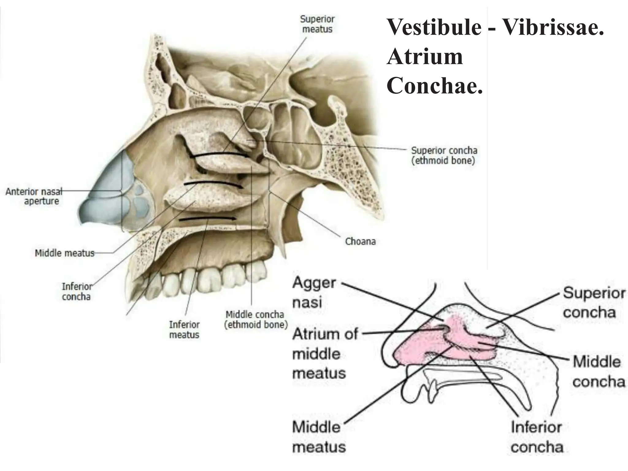 anatomy of nose and paranasal sinuses atlas | PPTX