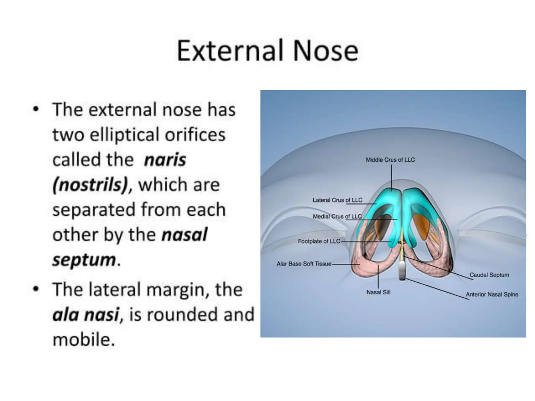 anatomy of nose and paranasal sinuses atlas | PPTX