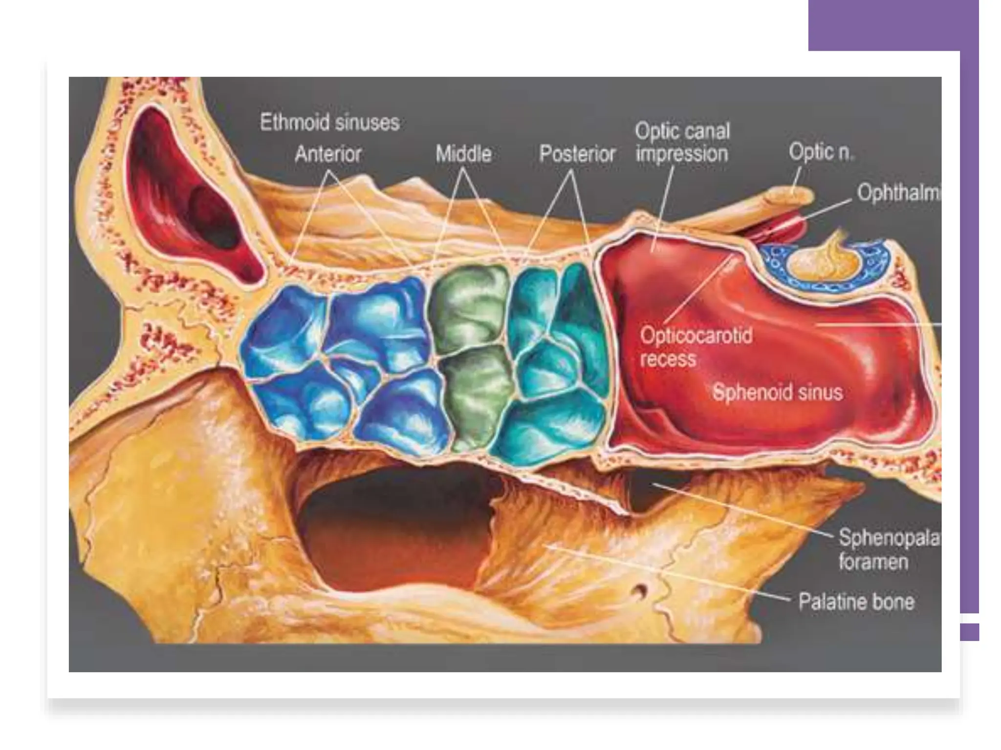 anatomy of nose and paranasal sinuses atlas | PPTX