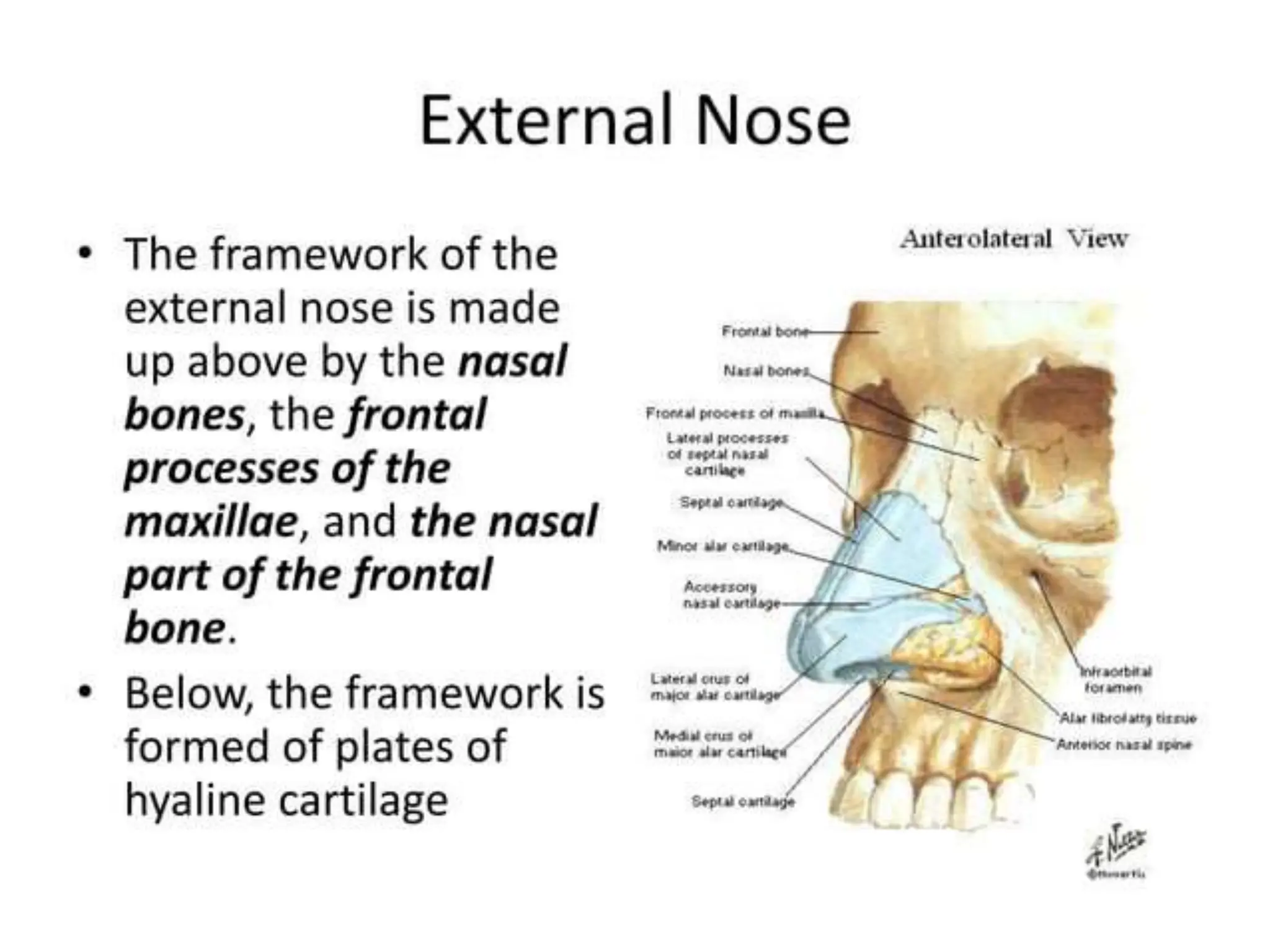 anatomy of nose and paranasal sinuses atlas | PPTX
